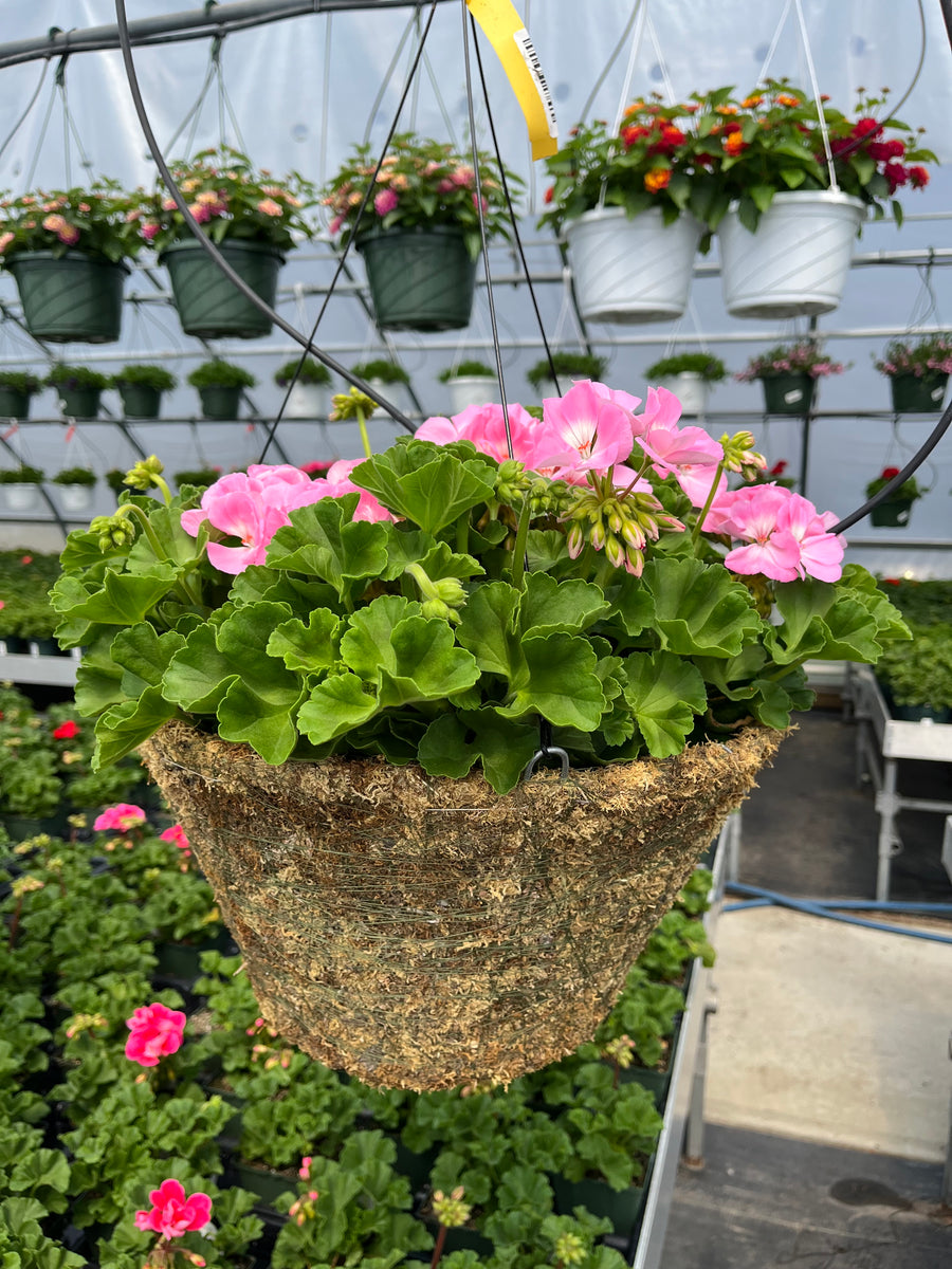 Geranium Moss Hanger – Crocker Nurseries